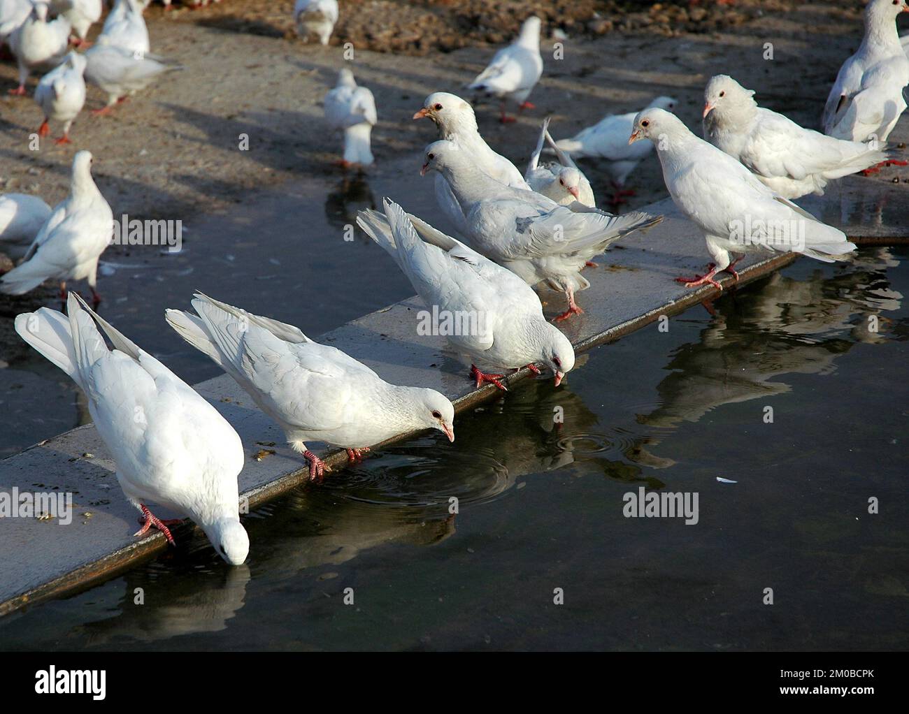 Mazar-i-Sharif, Balkh Province, Afghanistan. Birds drinking water ...