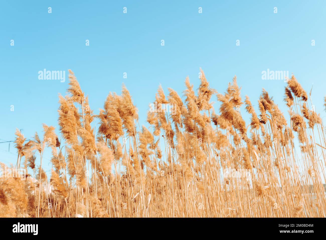 A tranquil winter sunset lake with reed flowers are in bloom. Bright ...