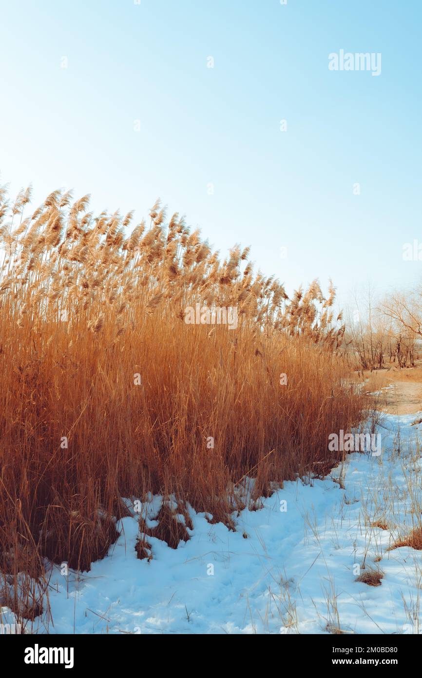 A tranquil winter sunset lake with reed flowers are in bloom. Bright ...