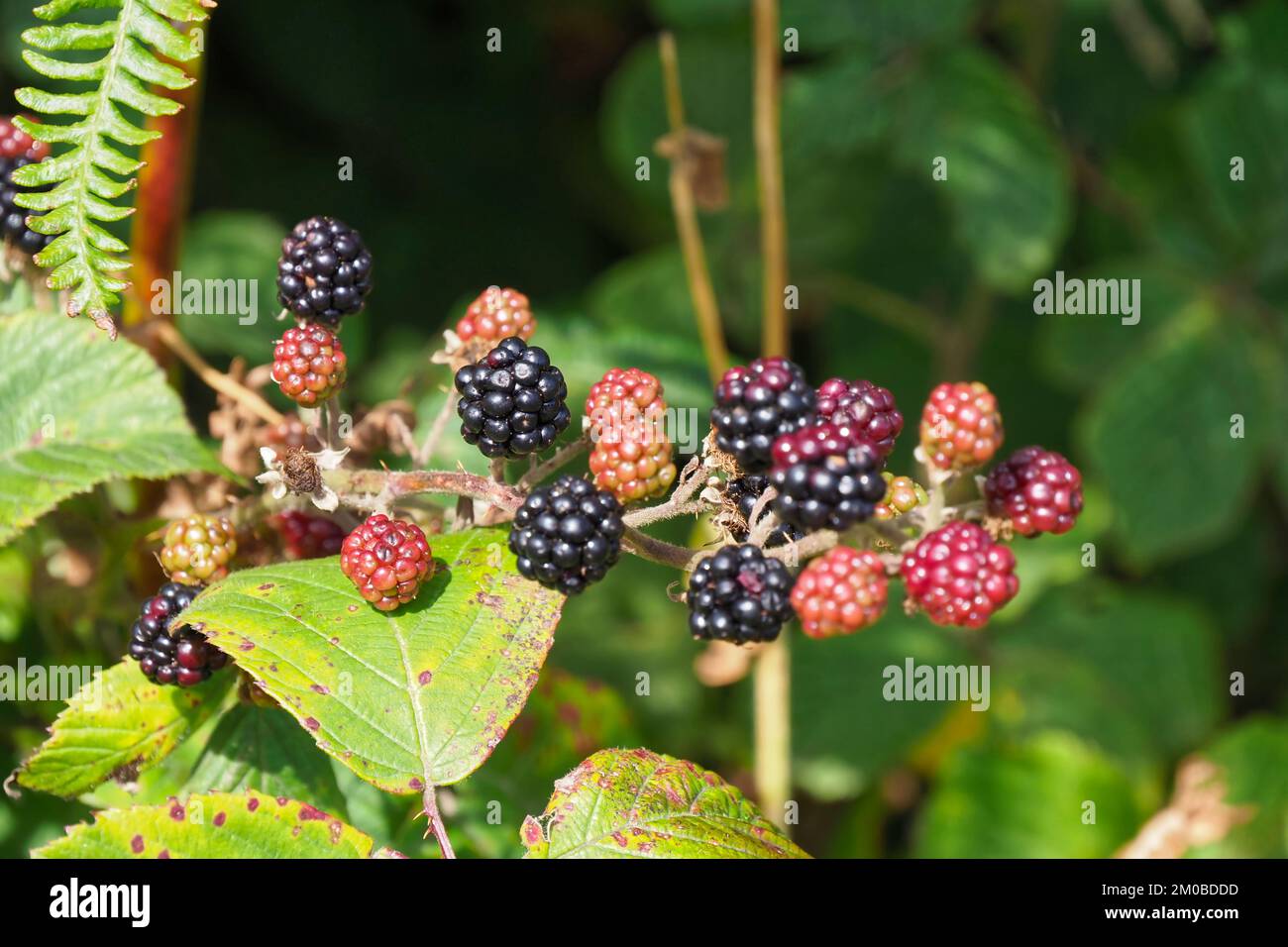 wild black berries,Rubus allegheniensis, Mull of Galloway,Scotland, Uk Stock Photo - Alamy