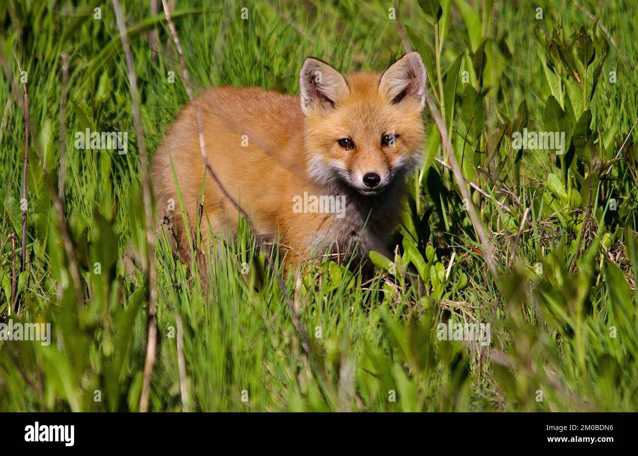 Red fox pup hi-res stock photography and images - Alamy