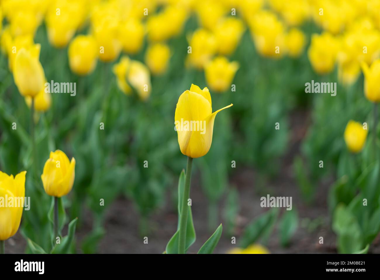 Yellow flowers background outdoor Spring season flowers Selective focus ...
