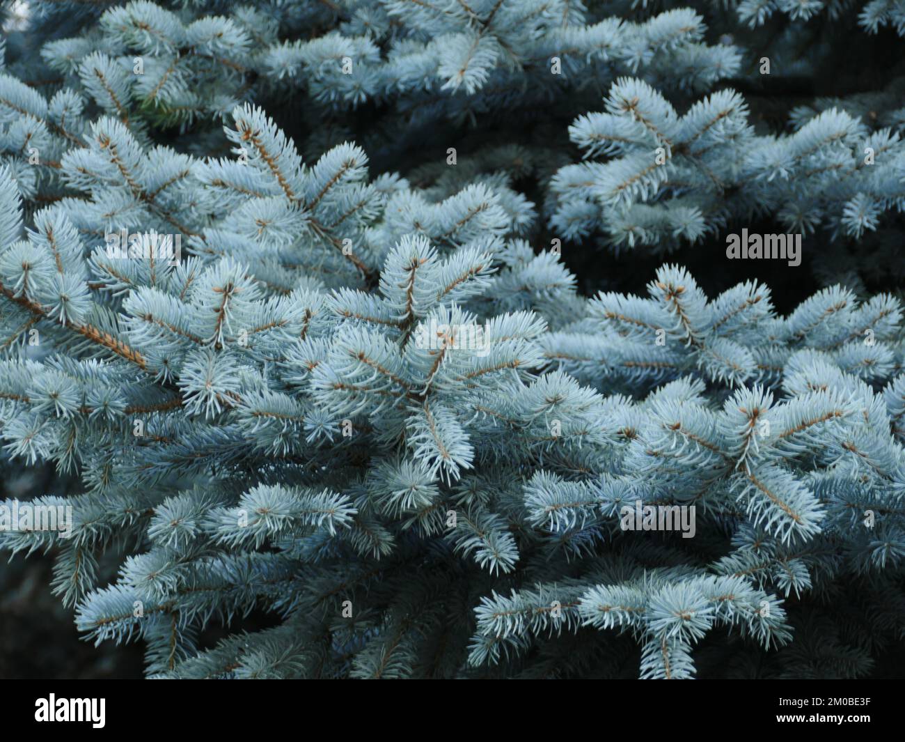 blue spruce branches needles christmas background Stock Photo - Alamy