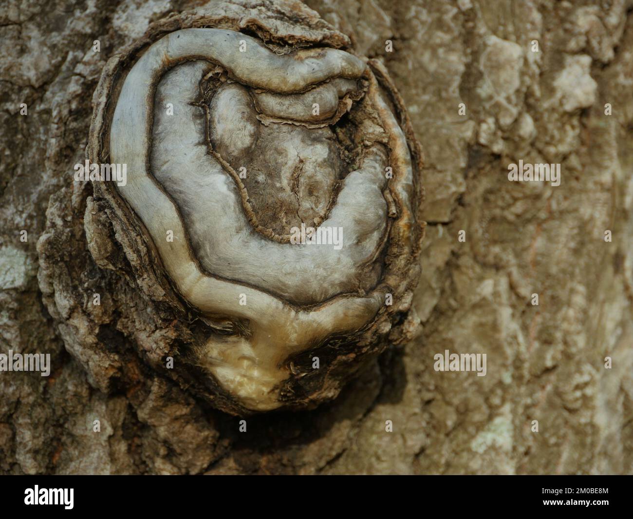 Goblin forester spirit, face burl tree abstraction, bulge bark tree ...