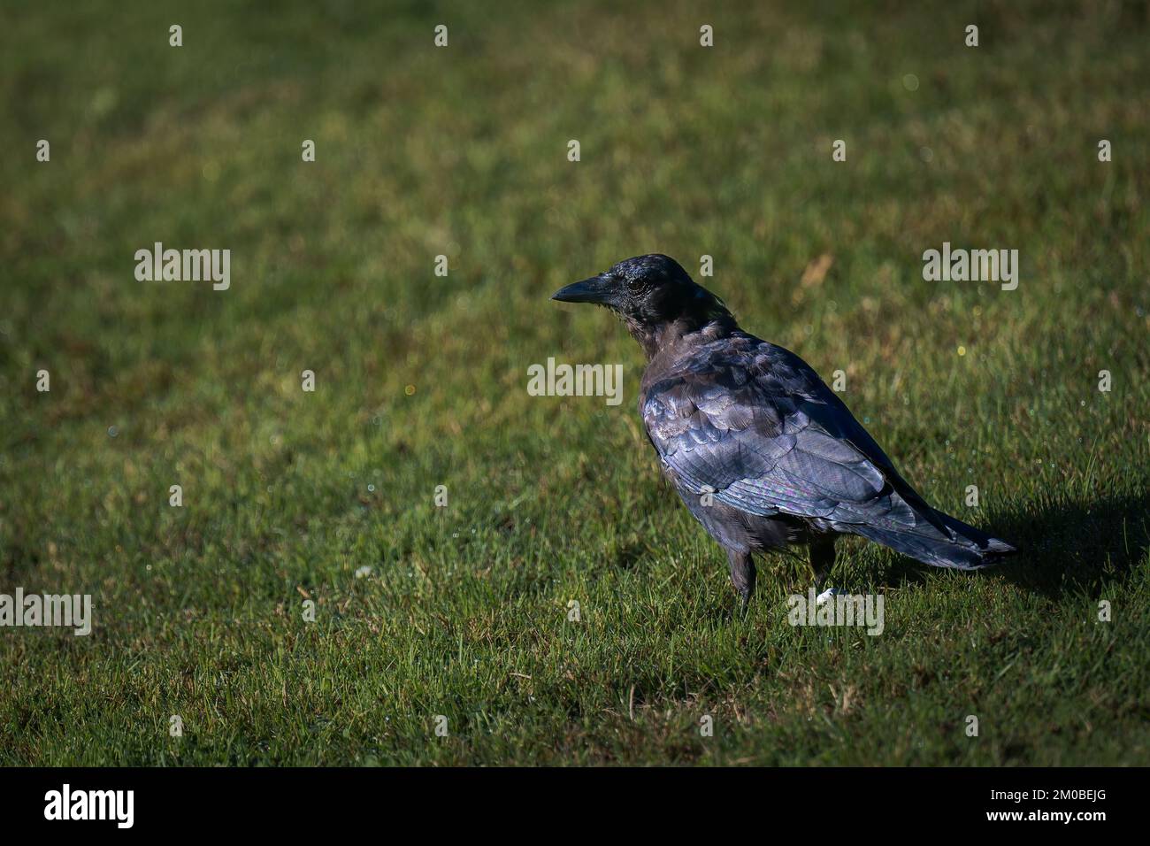 A selective focus of a lone crow standing in a grass field Stock Photo ...