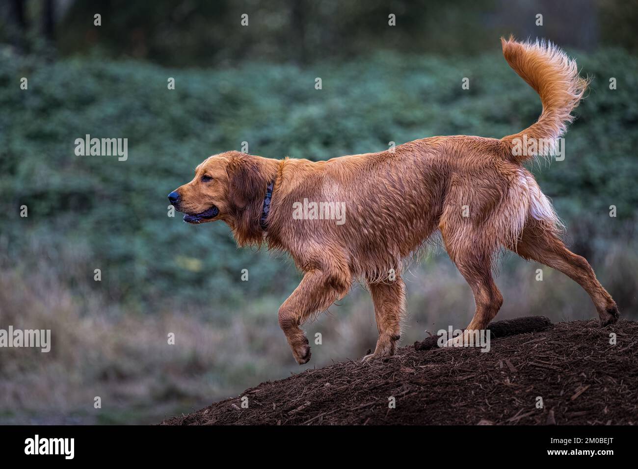 A wet golden retriever walking on a wood chip mound Stock Photo - Alamy