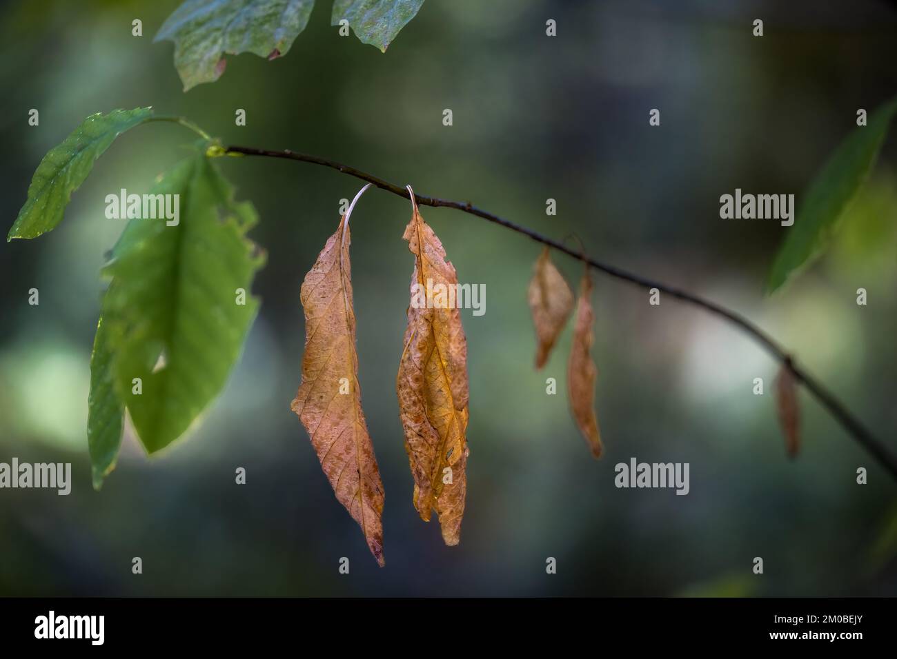 A selective focus of brown leaves hanging from a twig surrounded by ...