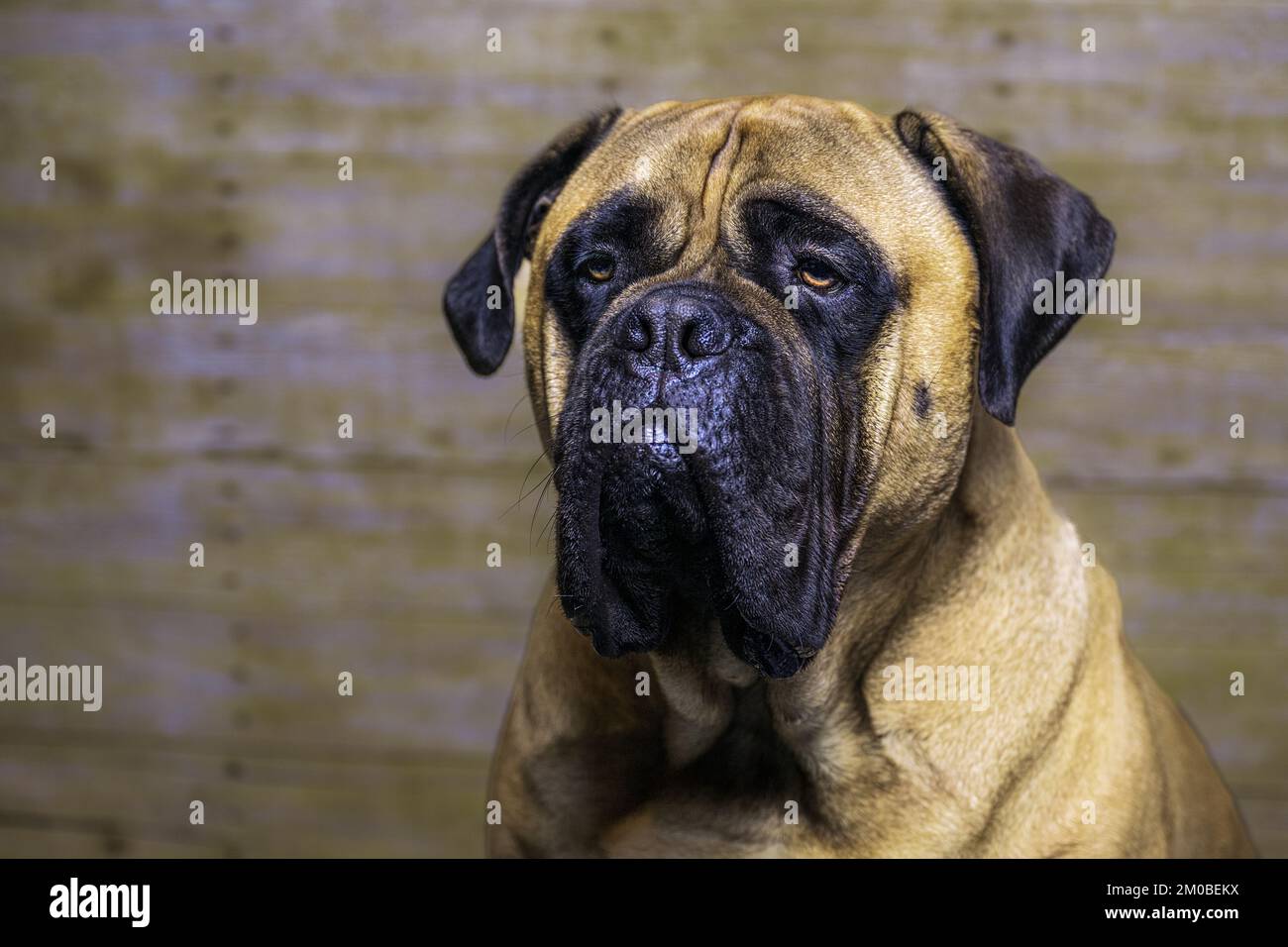 A closeup of a bullmastiff dog with beautiful and glowing brown eyes ...
