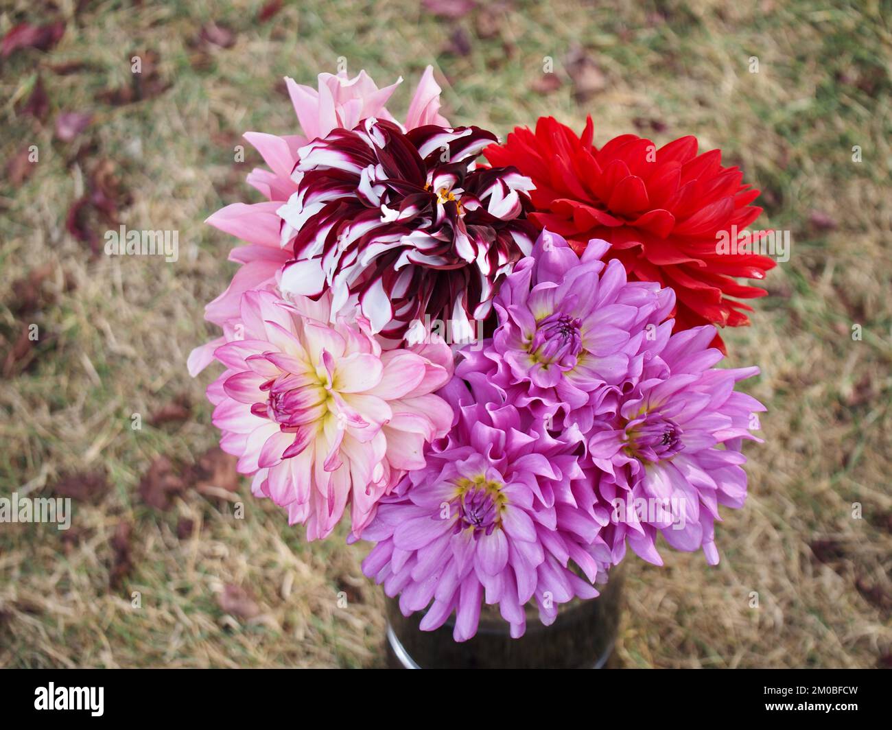 Native mexico flower hi-res stock photography and images - Alamy