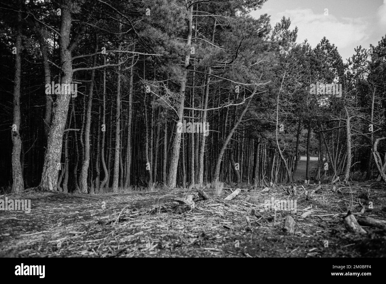 The grayscale shot of crooked trees in the Baltic forest Stock Photo ...