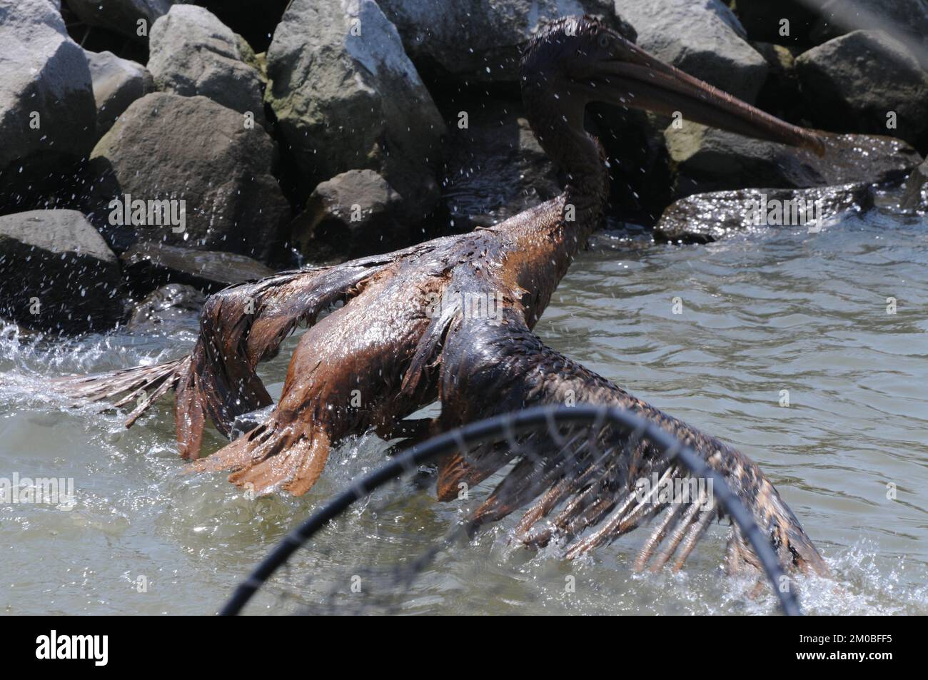 Office of the Administrator (Lisa P. Jackson) - Various Images (BP Oil ...