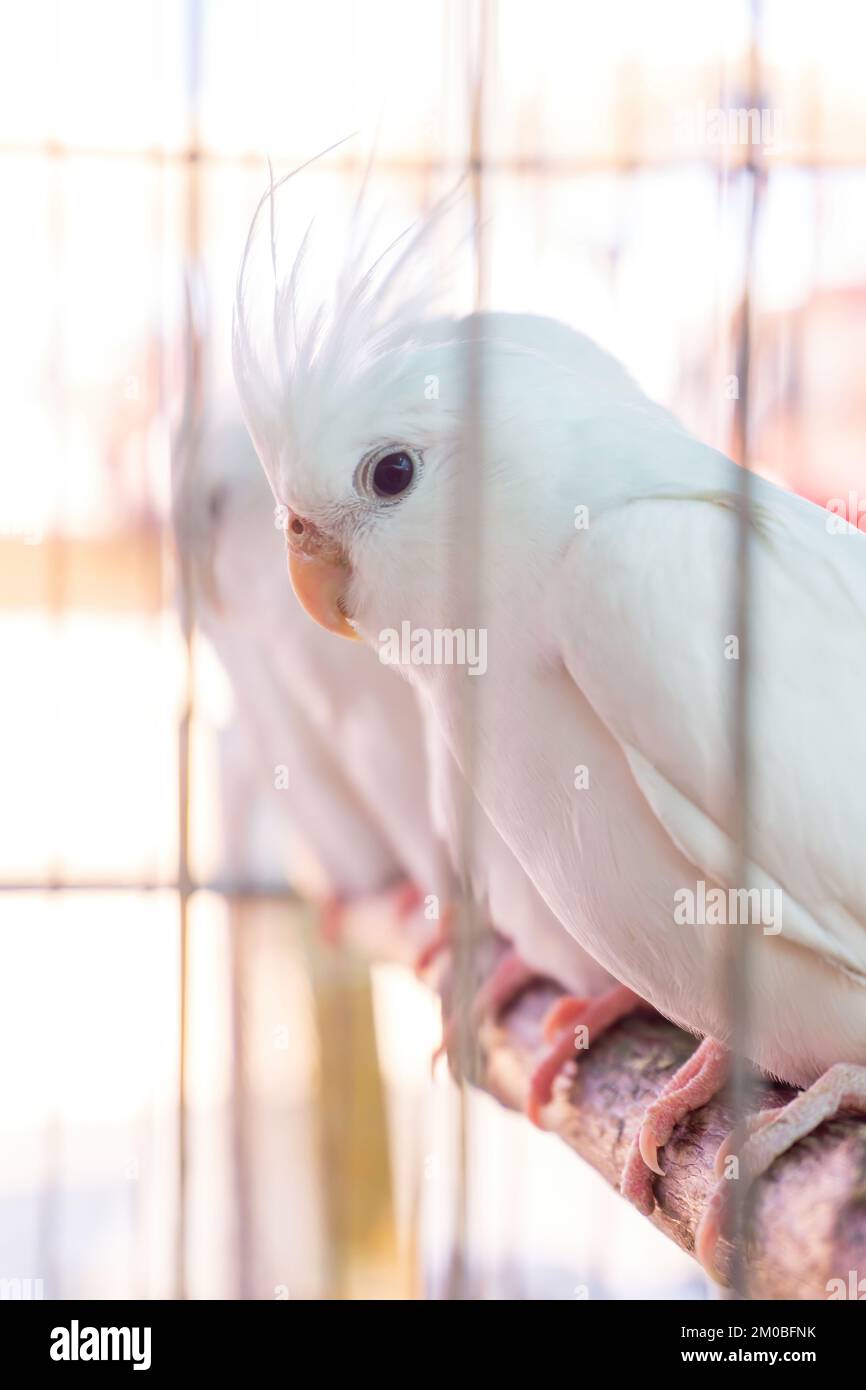 Little white parrots with crests in a cage Stock Photo - Alamy