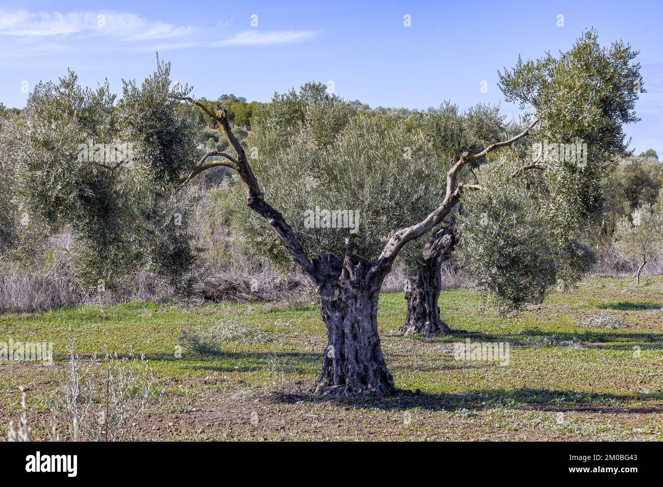 Millenary olive tree in an olive plantation for the production of extra ...