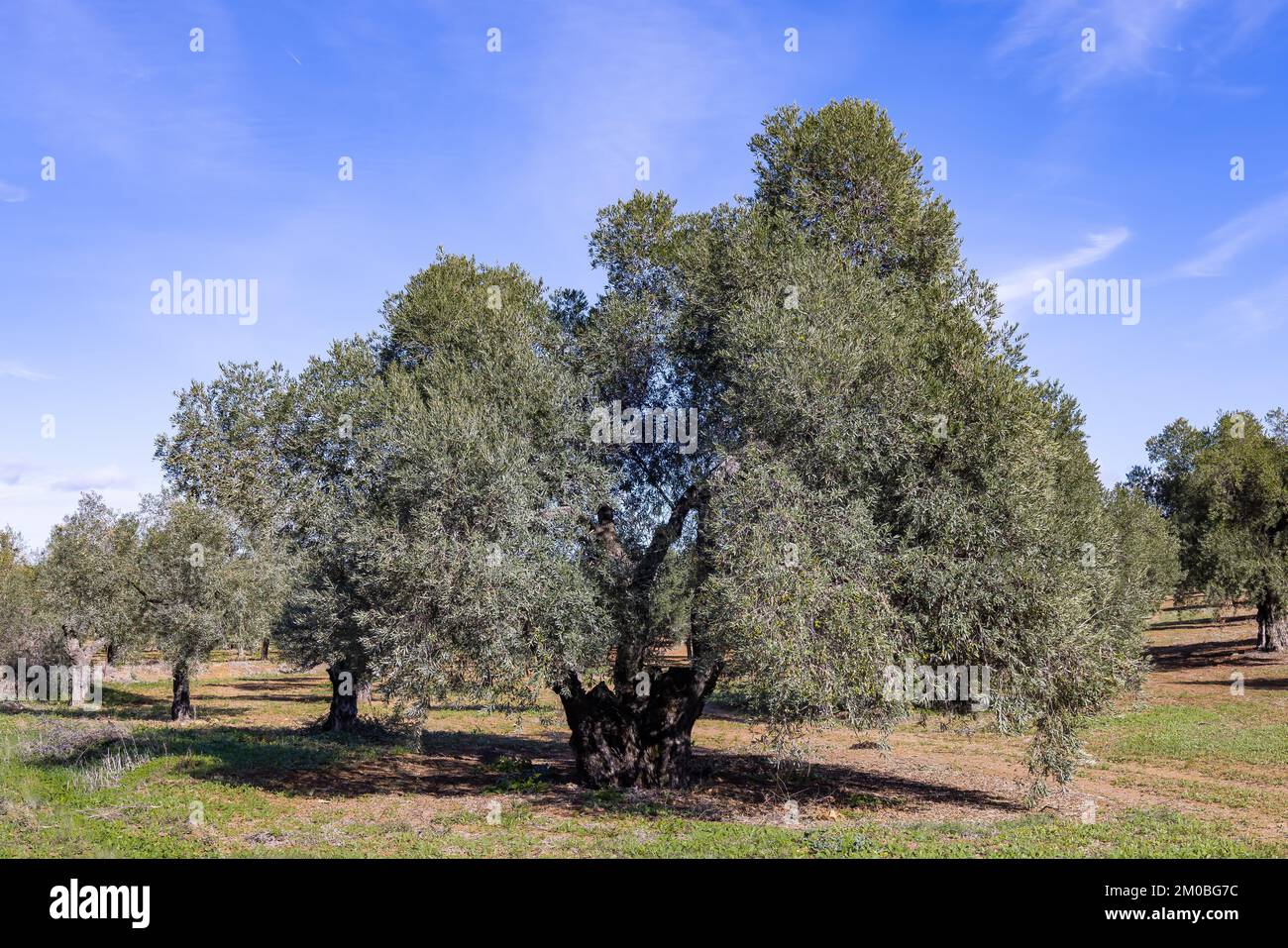 Millenary olive tree in an olive plantation for the production of extra ...
