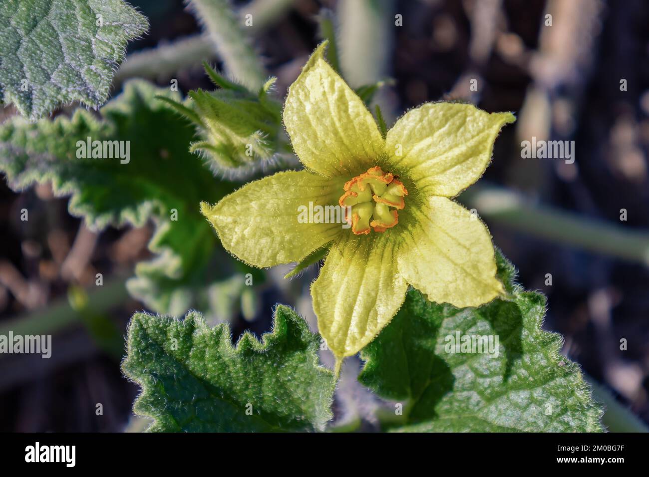 Squirting hi-res stock photography and images - Alamy