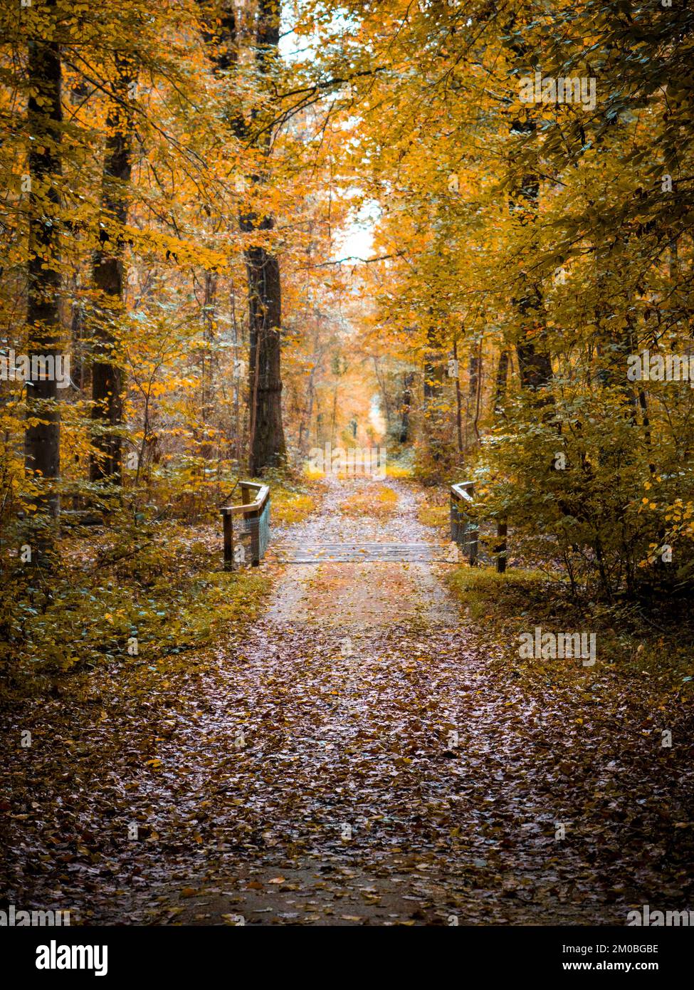 Autumn forest in Switzerland Stock Photo - Alamy
