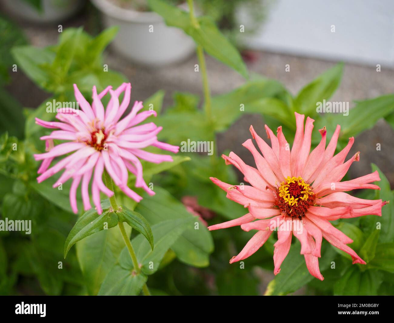 Dahlia flowers from the back yard Stock Photo - Alamy