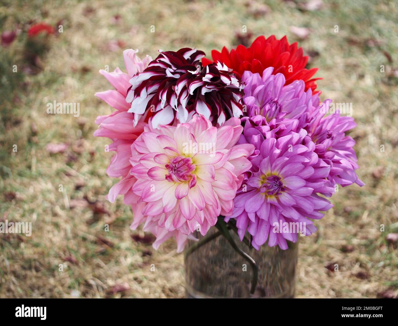 Dahlia flowers from the back yard Stock Photo - Alamy