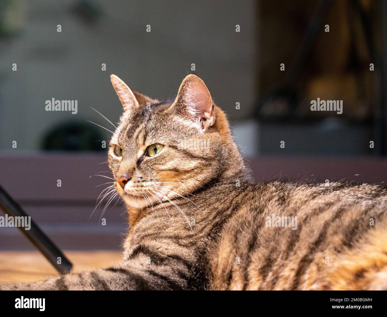 Relaxed cat at home Stock Photo - Alamy