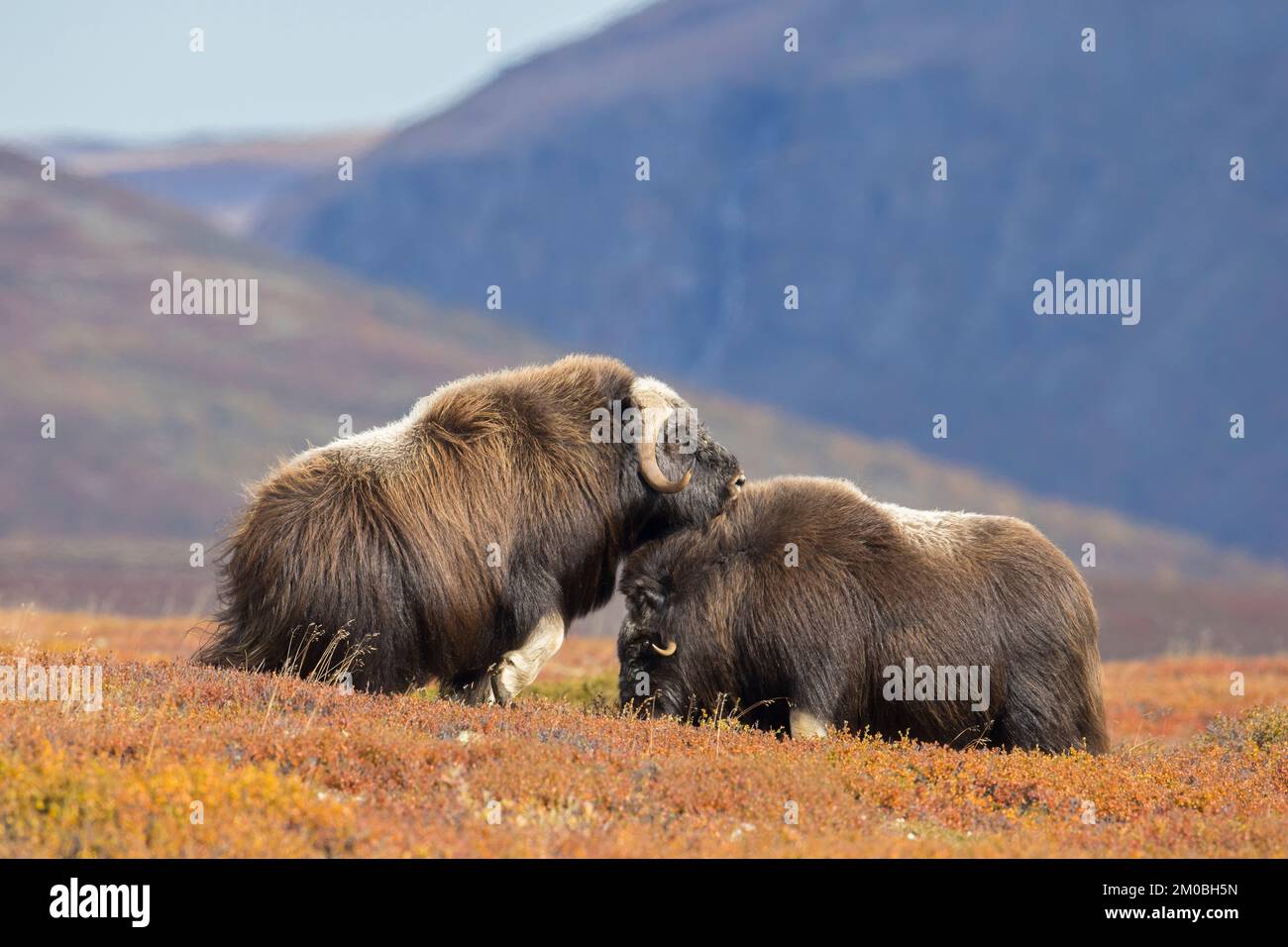 Muskox (Ovibos moschatus) bull and cow on the tundra during the rut ...