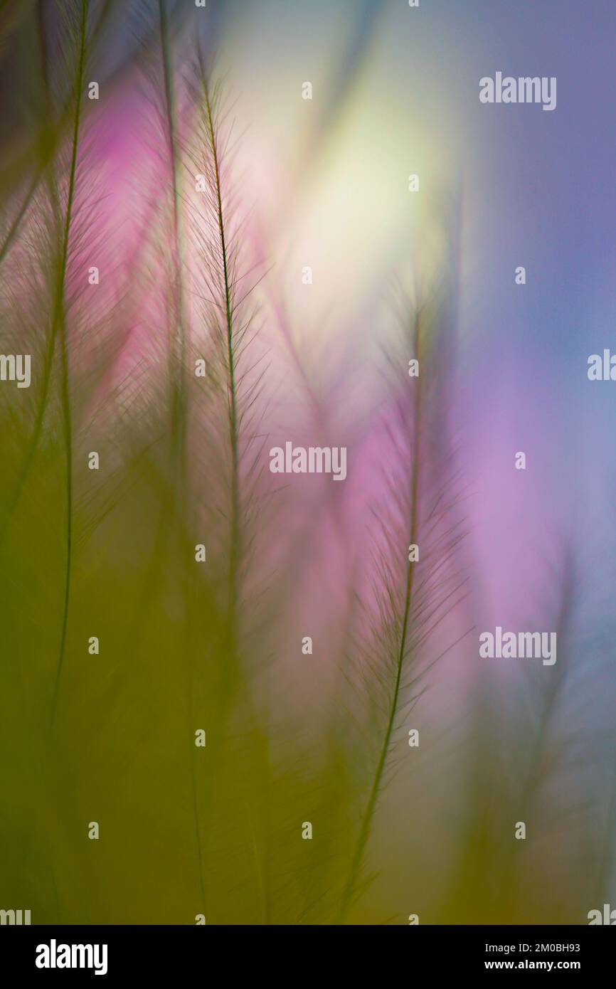 A vertical shot of coniferous branches with blue purple and yellow on ...