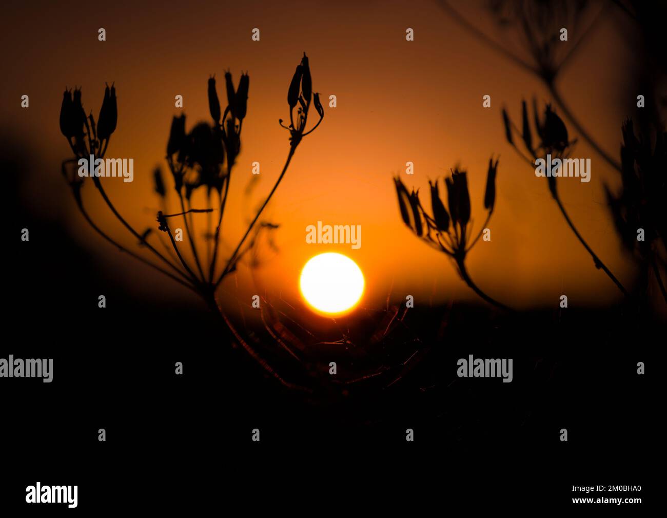 A closeup view of a flower cocoons with a sunset on the horizon Stock ...