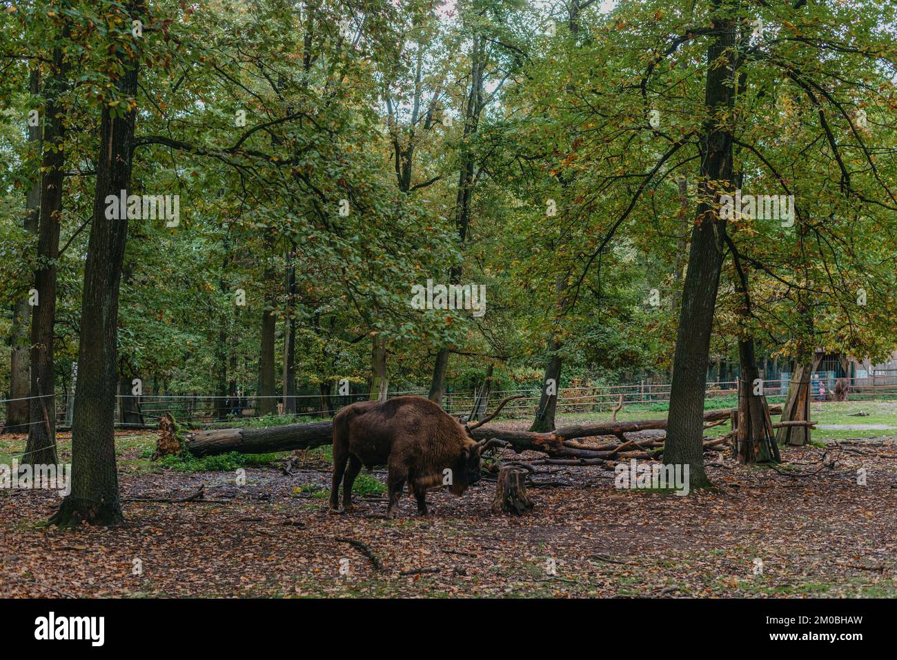 The European bison (Bison bonasus), also known as wisent or the ...