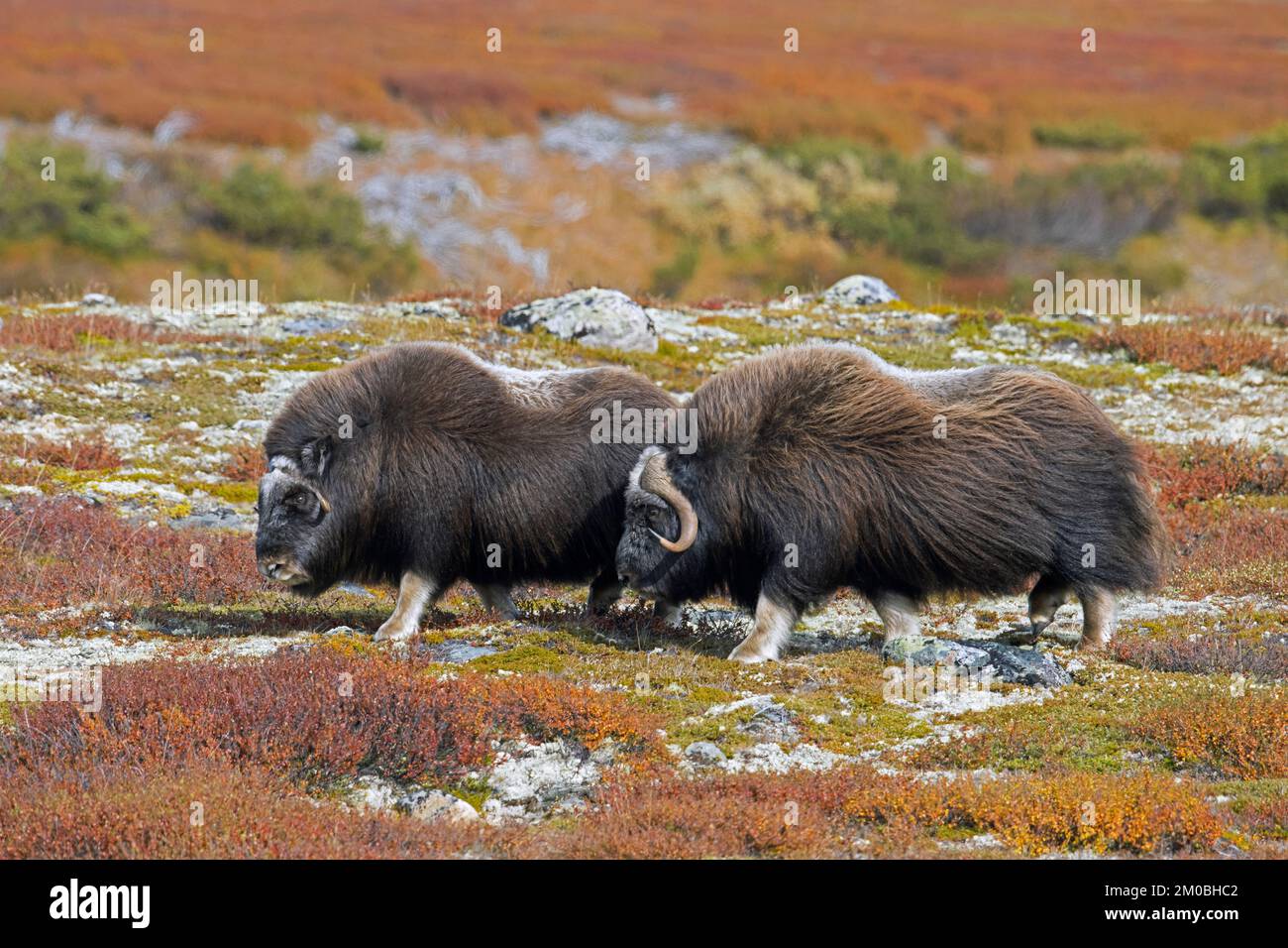 Muskox (Ovibos moschatus) bull and cow on the tundra during the rut ...