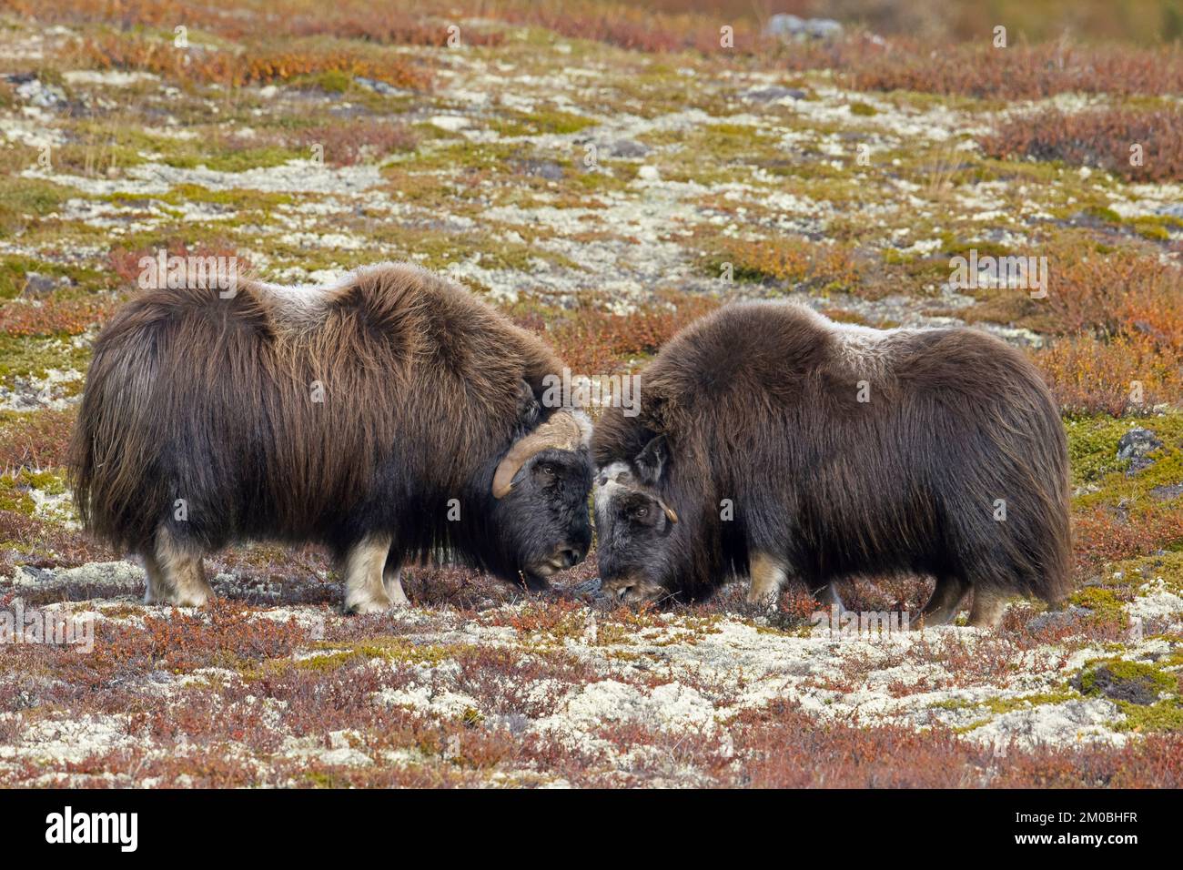 Muskox (Ovibos moschatus) bull and cow on the tundra during the rut ...