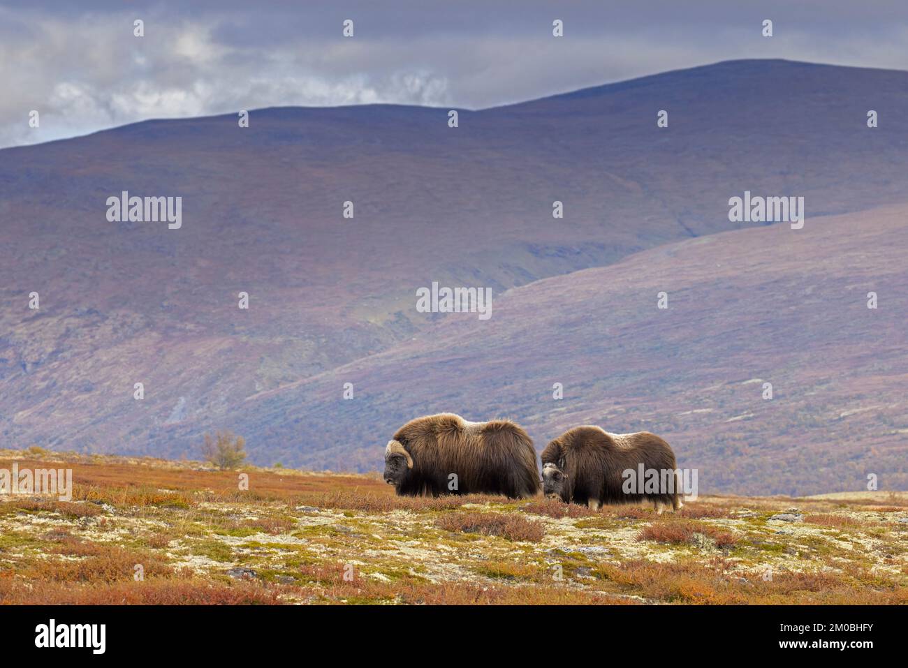 Muskox (Ovibos moschatus) bull and cow on the tundra during the rut ...