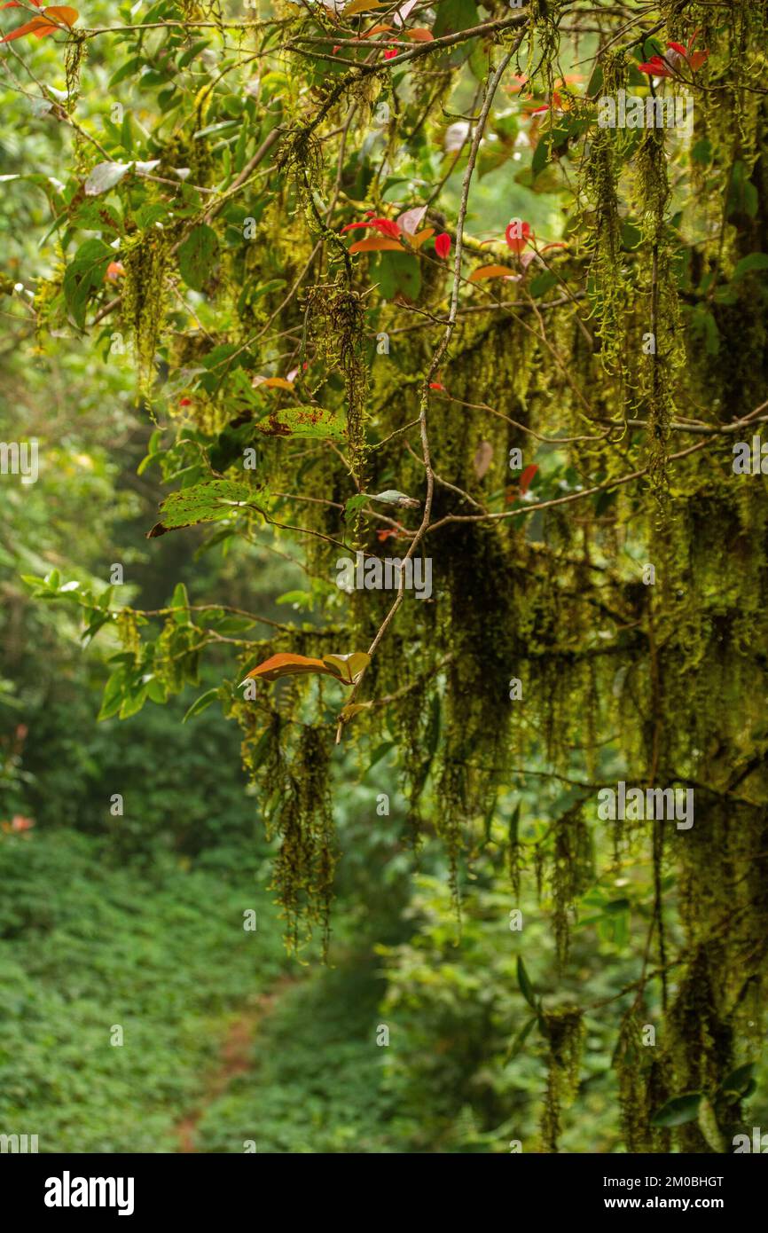 A vertical of a beautiful tree with arching branches and lush foliage ...