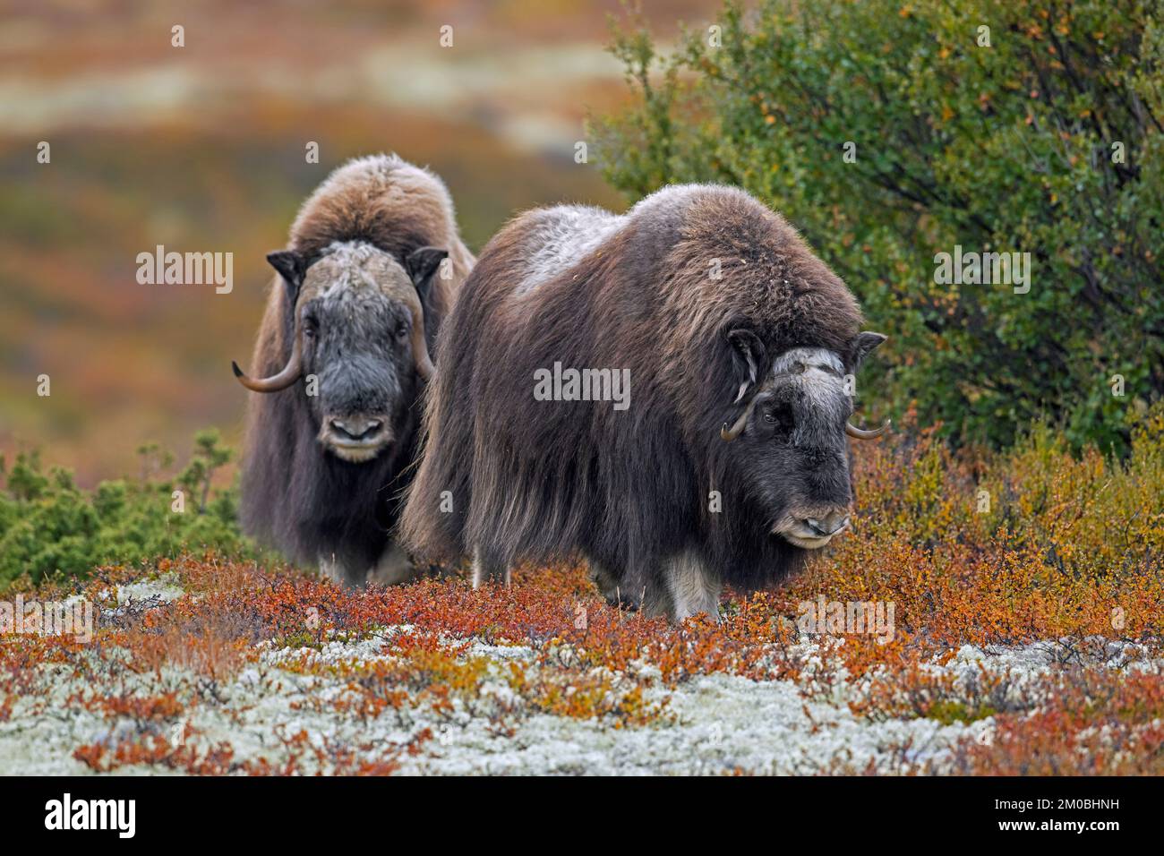 Muskox (Ovibos moschatus) bull and cow on the tundra during the rut ...