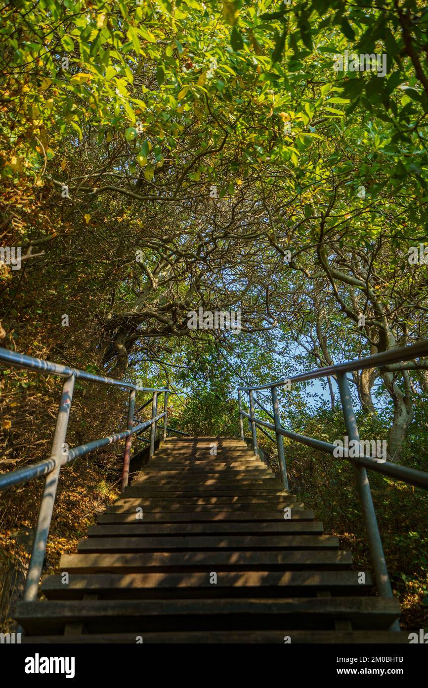 A vertical shot of a pathway in a forest Stock Photo - Alamy