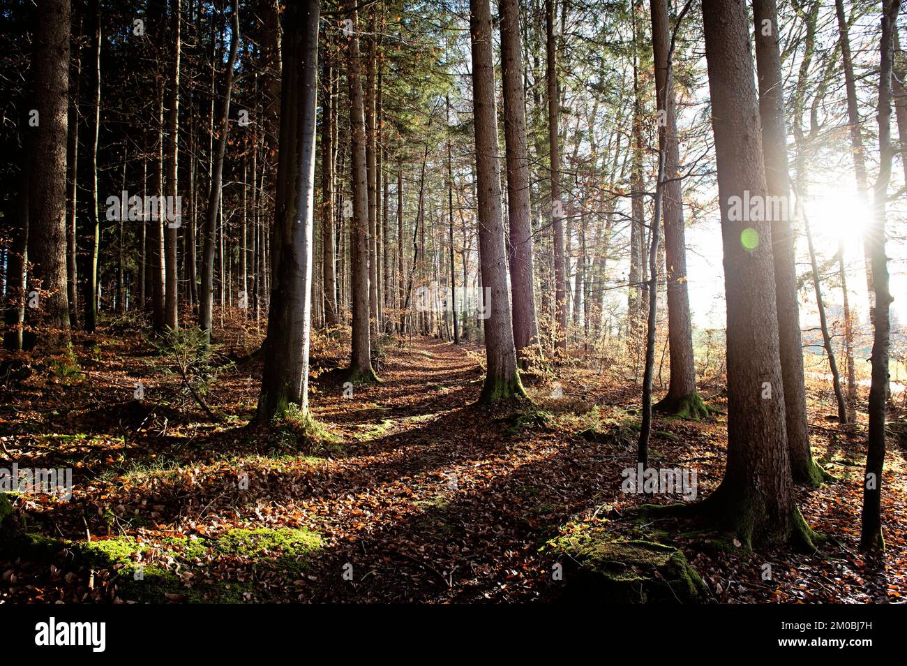 Peaceful scene in late fall spruce forest Stock Photo - Alamy