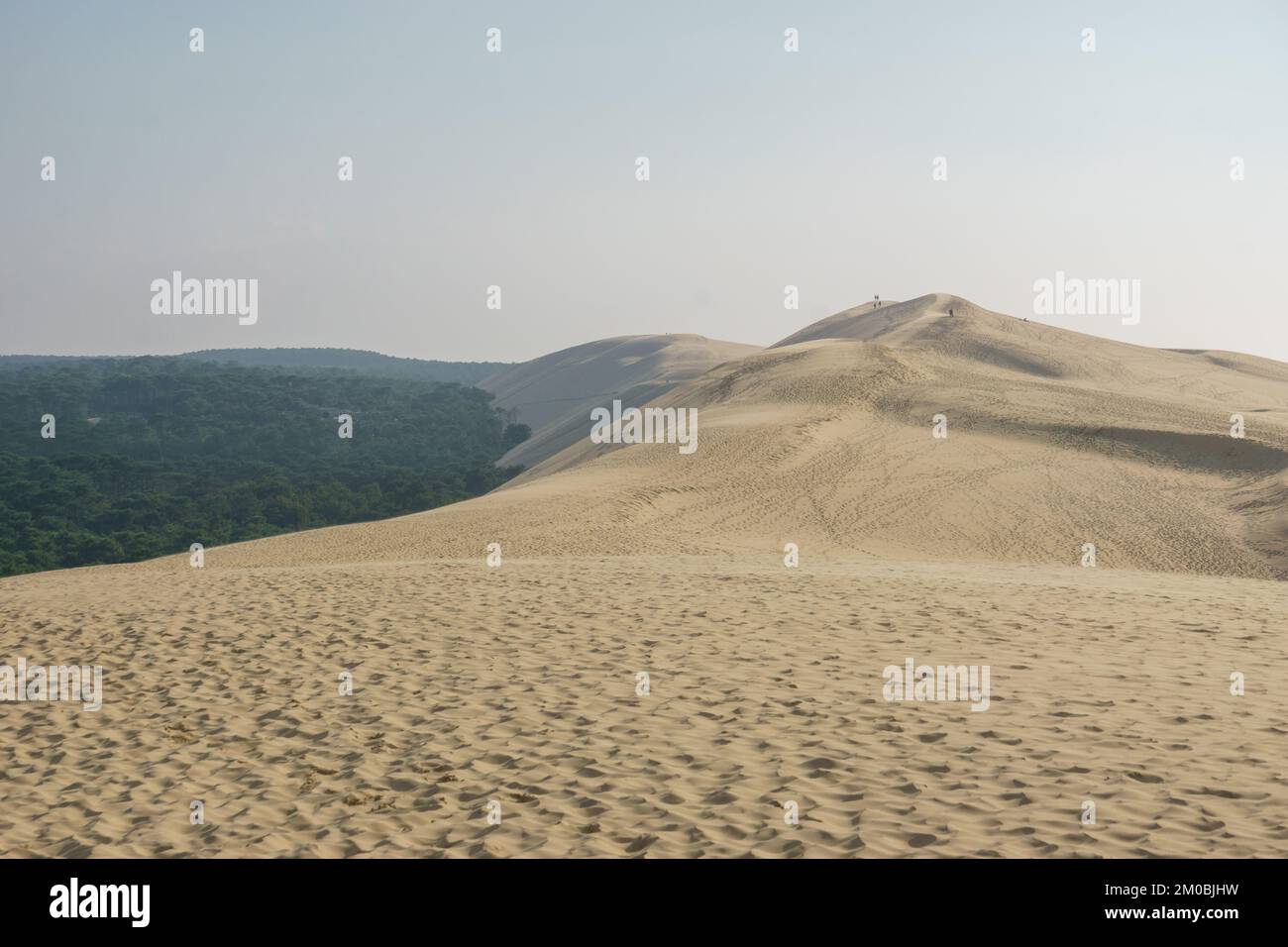 Sandy dune du Pilat, the biggest sand dune in Europe with the pine ...
