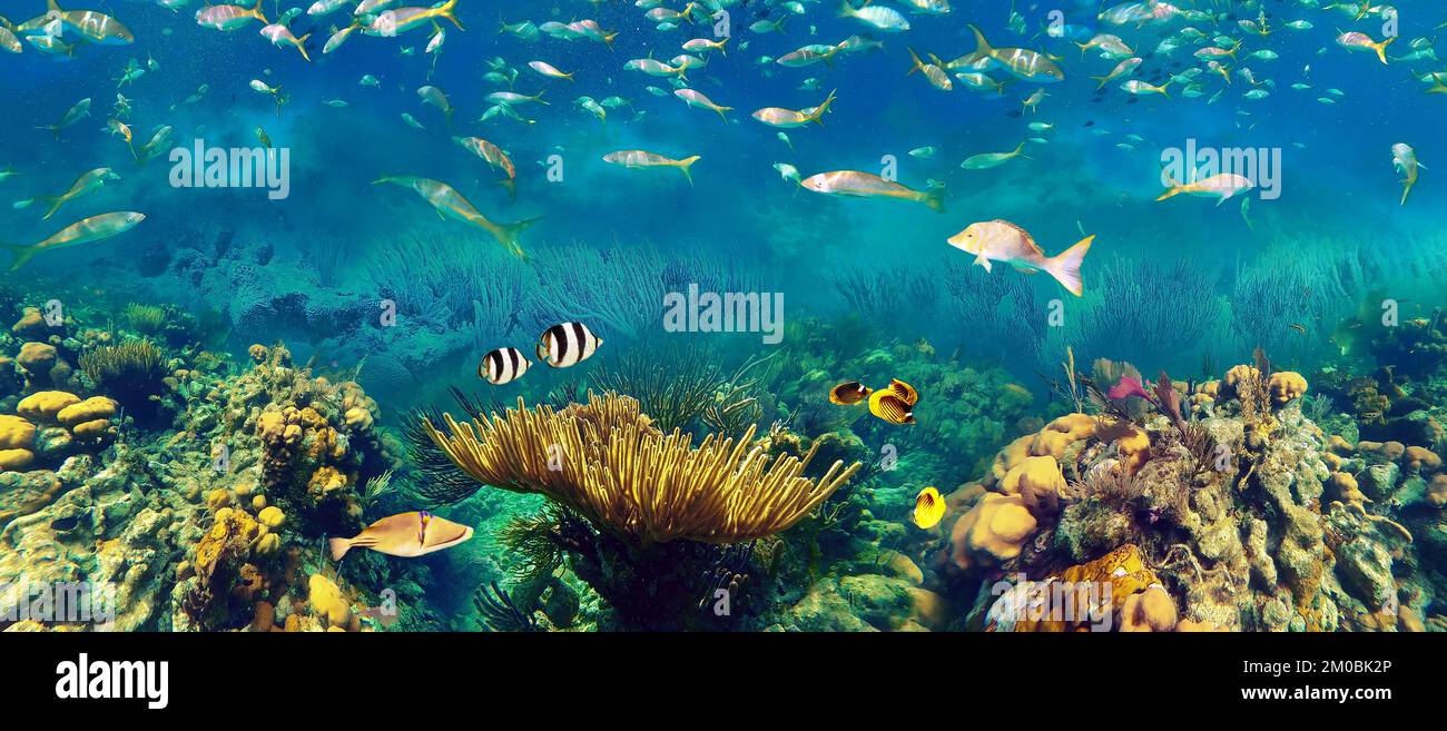 Colorful coral reef with many fishes and sea turtle. The people at ...