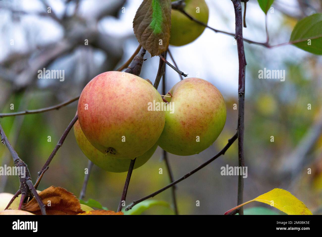 Shiny apples hanging from a tree branch in an apple orchard Stock Photo ...