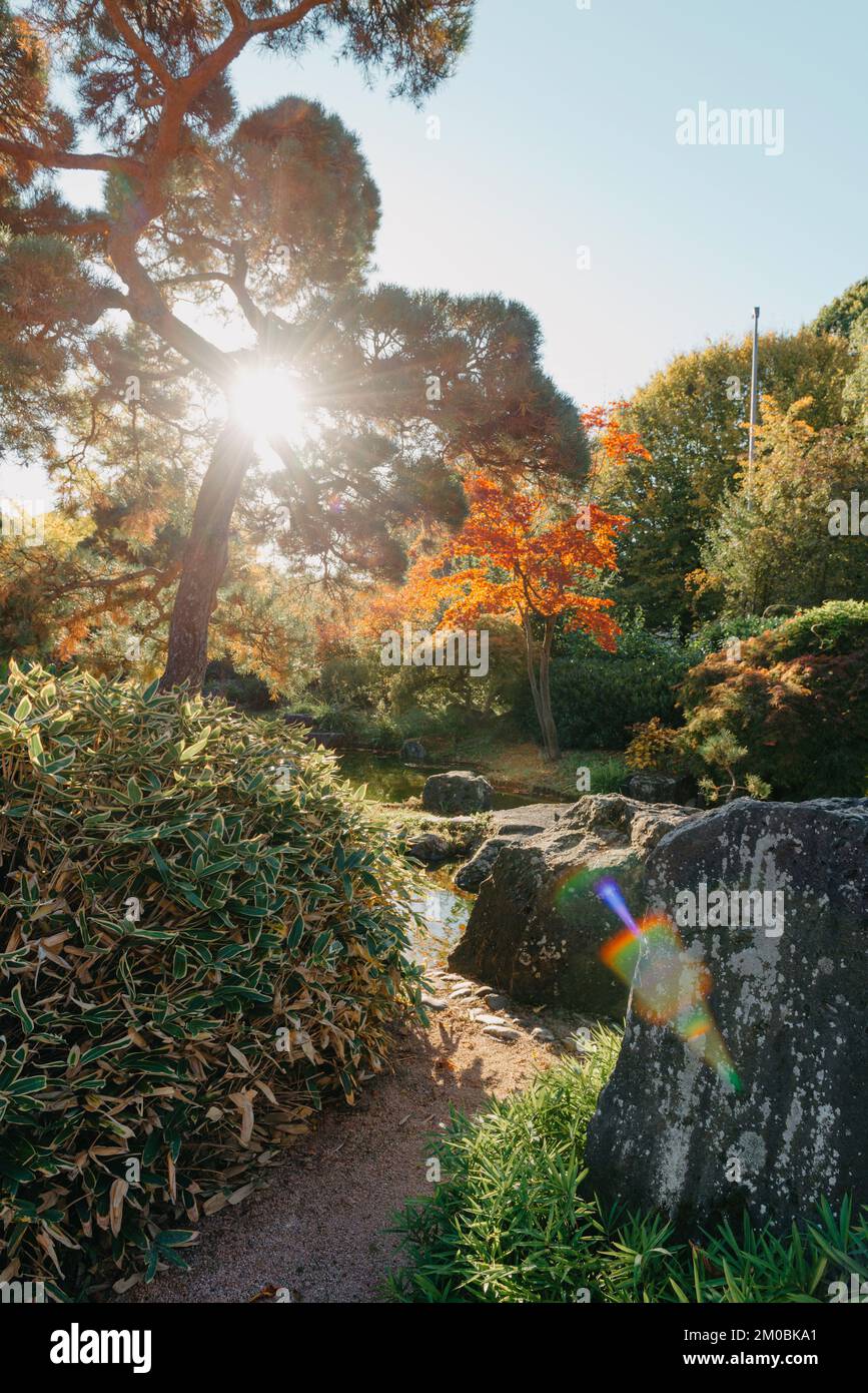 Beautiful Japanese Garden and red trees at autumn seson. A burst of ...