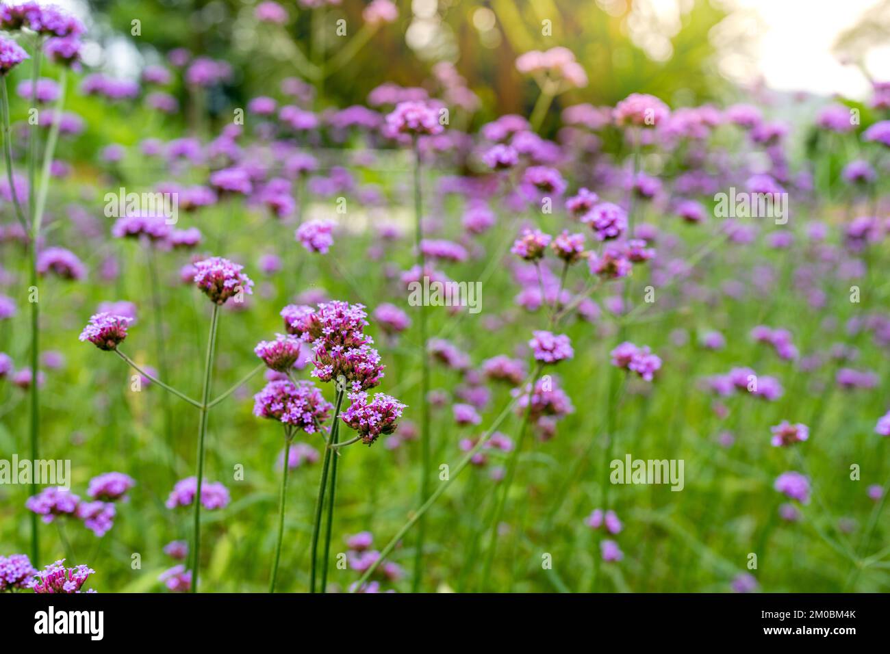 A selective shot of Verbena bonariensis flowers in a green garden Stock ...