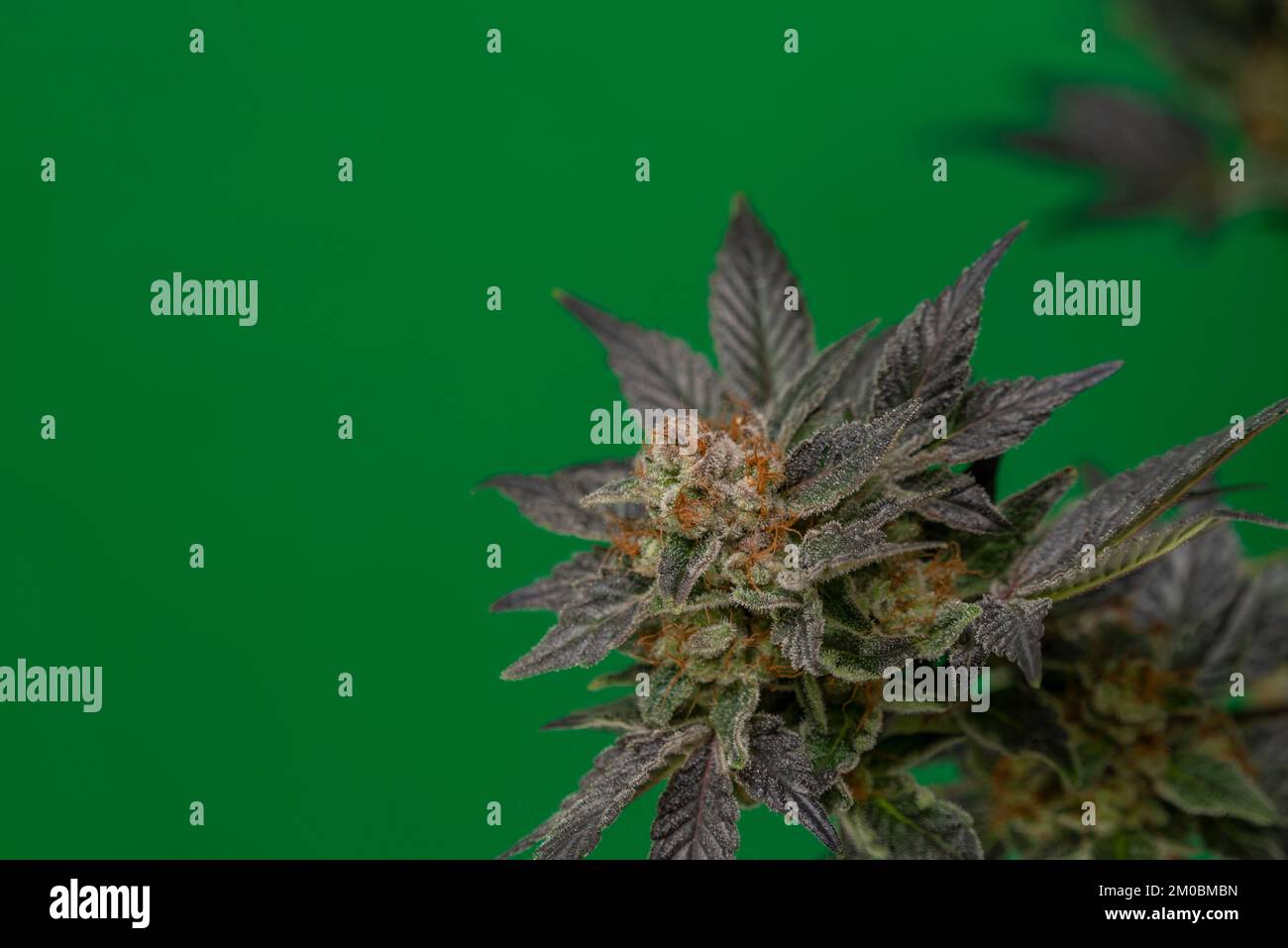 M.O.B. variety of ripened marijuana blossom with light green backgound ...