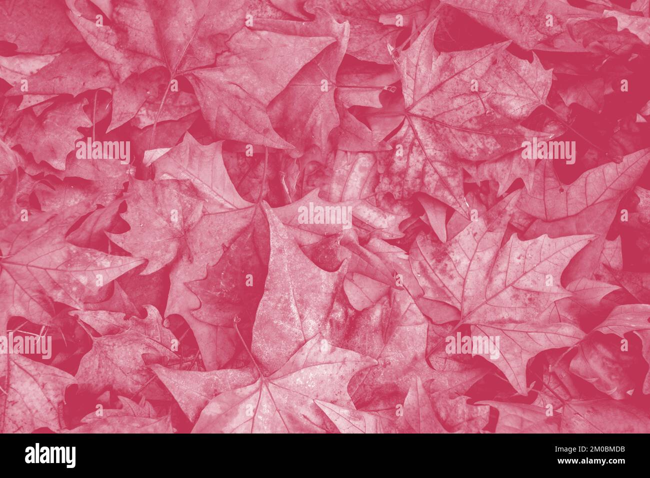 maple leaves in color of the year viva magenta Stock Photo - Alamy