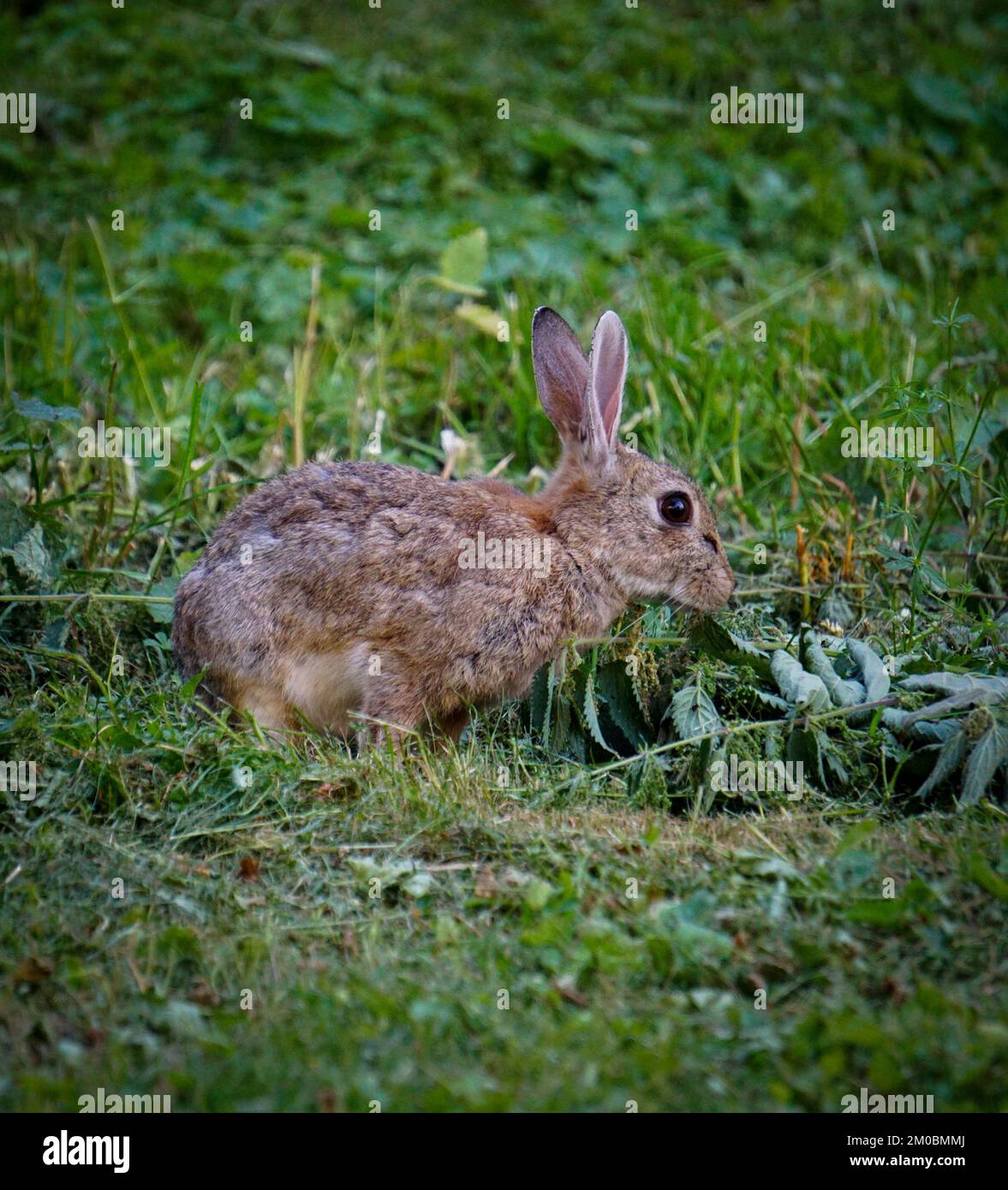 Rabbit side view eating grass hi-res stock photography and images - Alamy