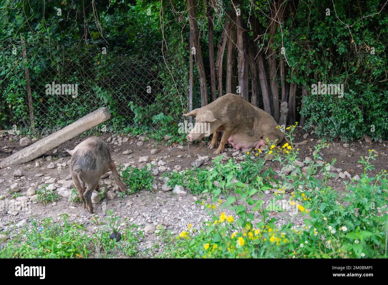 two dirty pig sitting under a tree Stock Photo - Alamy
