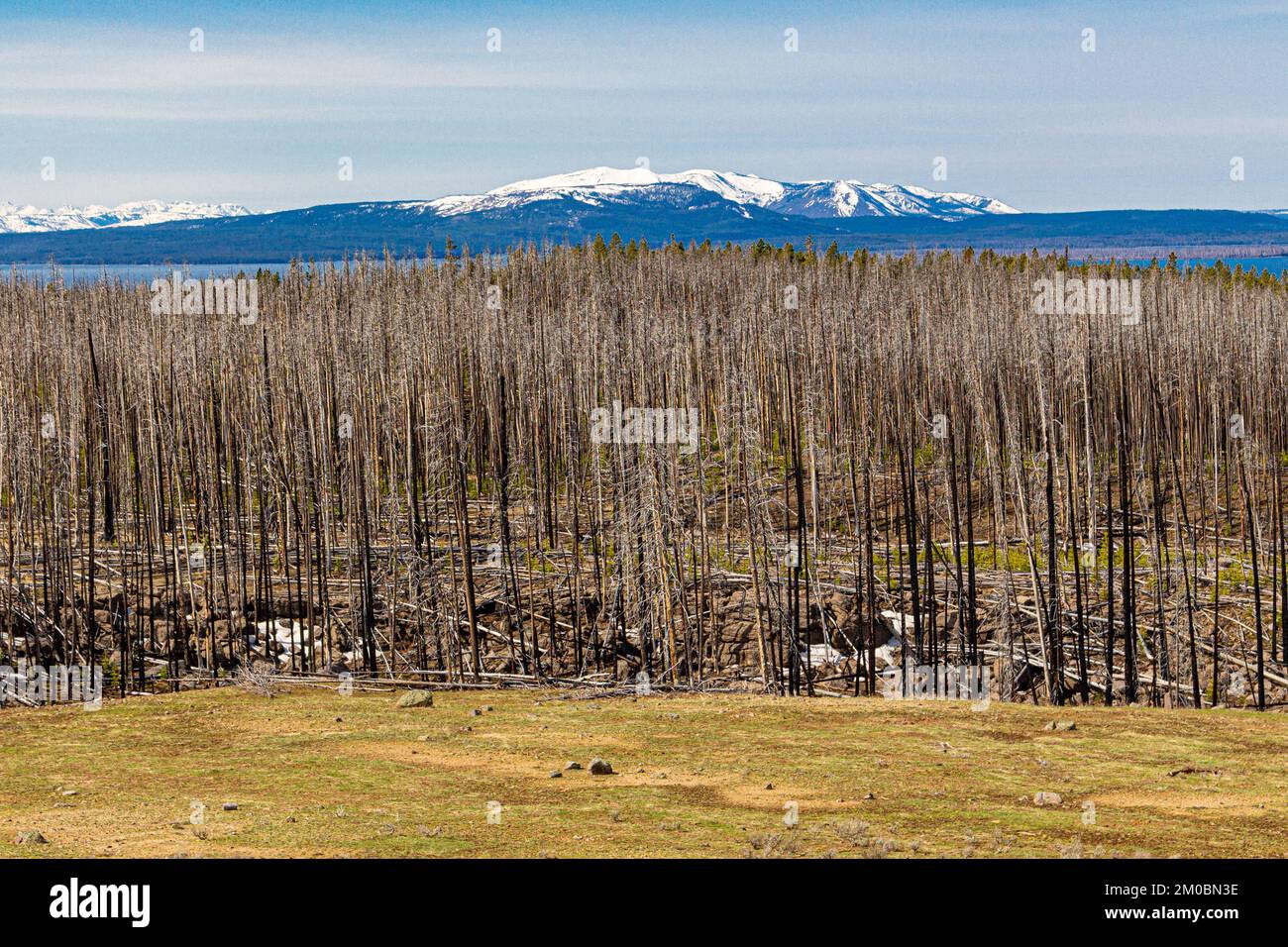 On the road from the Eastern Entrance to Mary Bay, Yellowstone Lake in ...