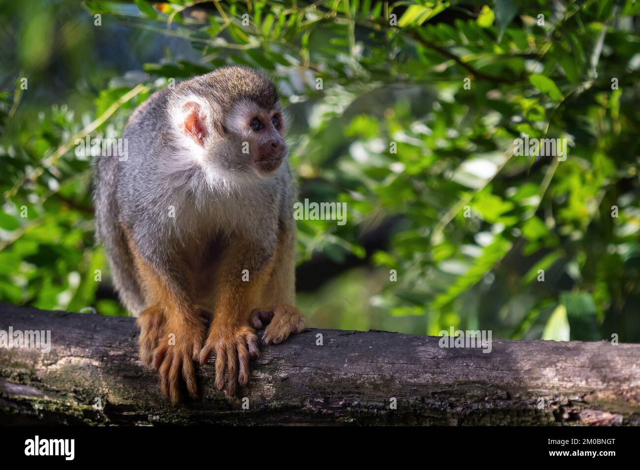 Common squirrel monkey (Saimiri sciureus) on tree in the nature Stock ...