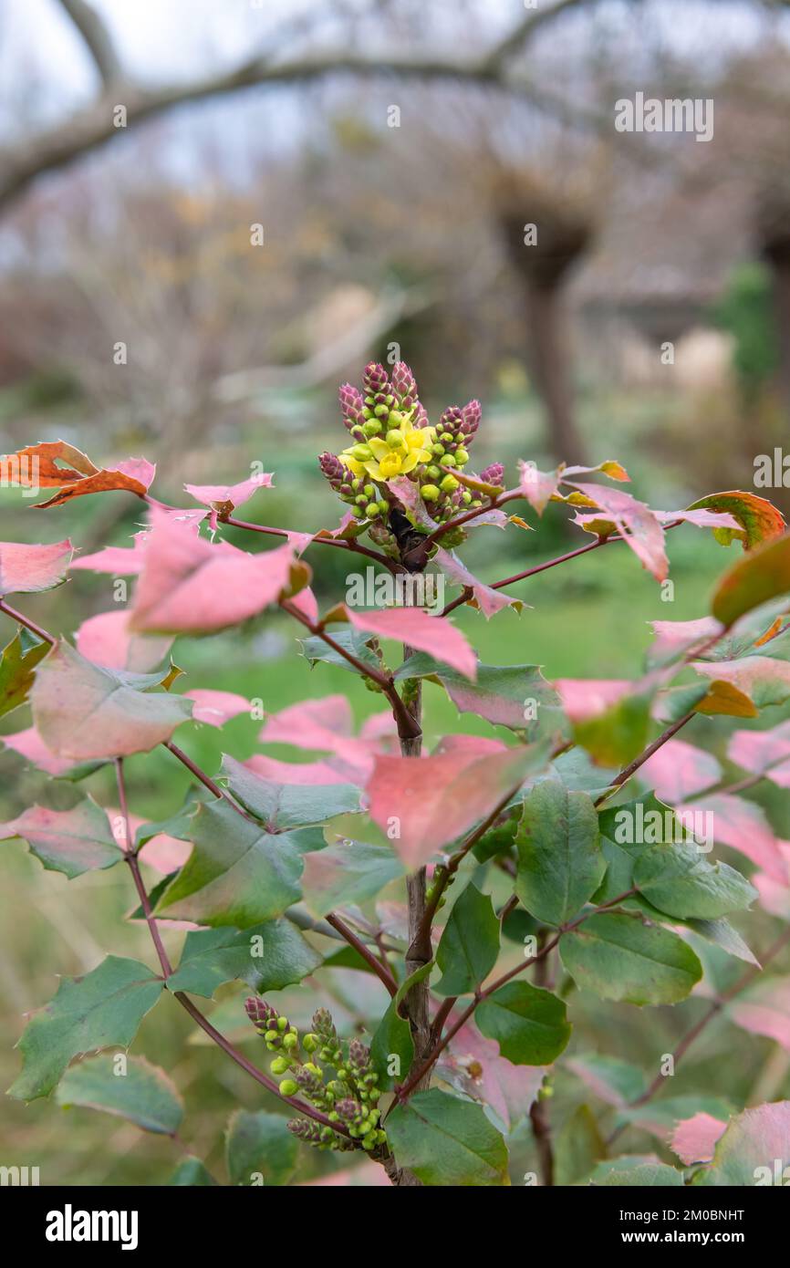 Currant clove hi-res stock photography and images - Alamy