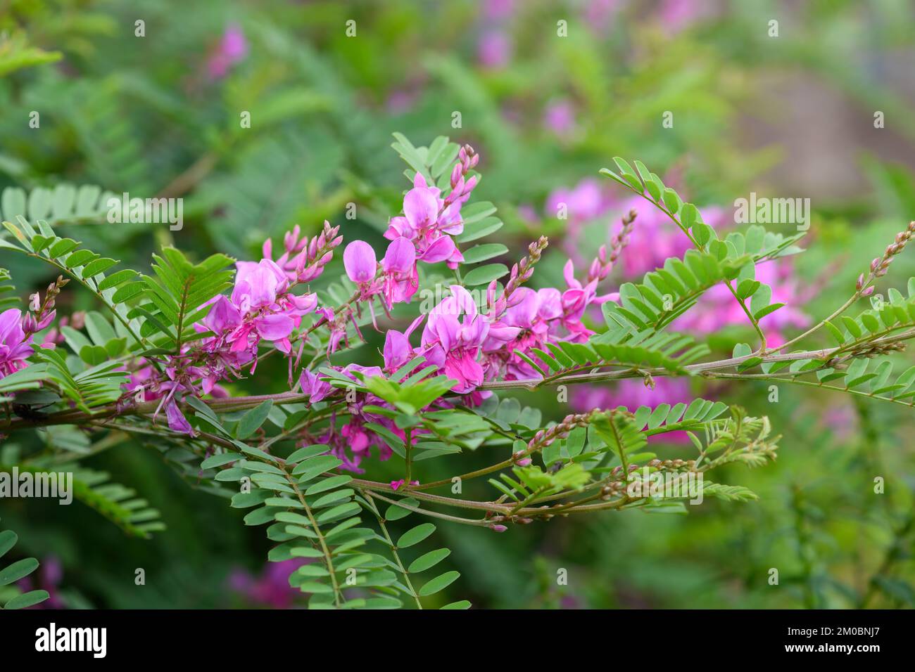 Close up of Himalayan indigo (indigofera himalayensis) flowers in bloom ...