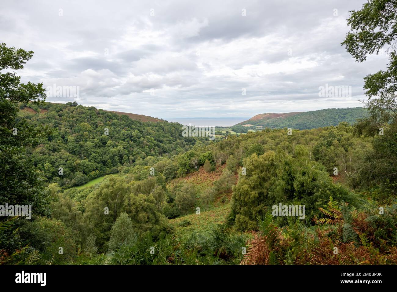 Landscape photo of Horner woods in Exmoor National Park Stock Photo - Alamy