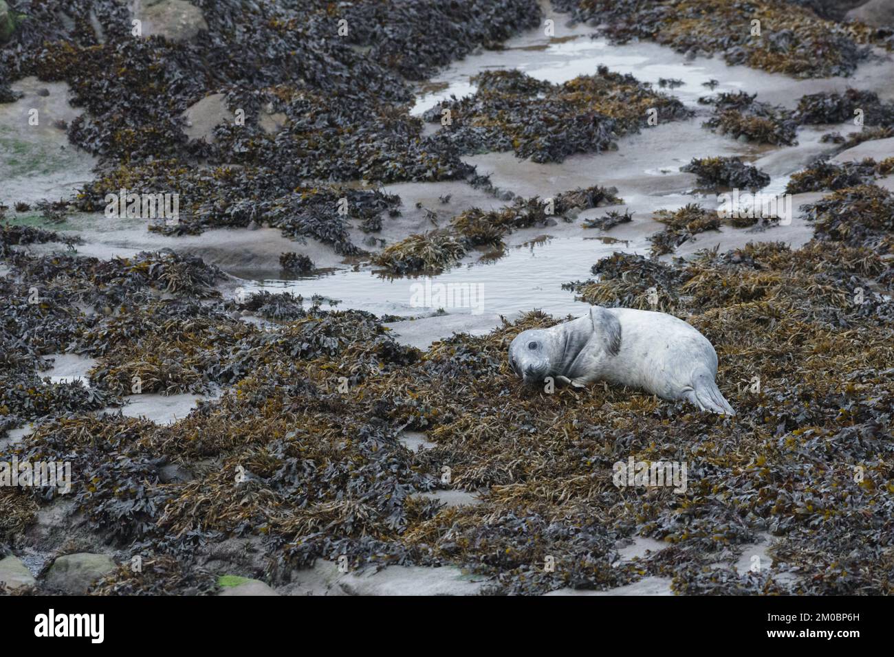 Seal Pup on Whitley Bay Coast, Northumberland Stock Photo - Alamy