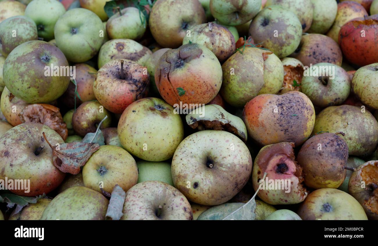 Rotten organic produce hi-res stock photography and images - Alamy